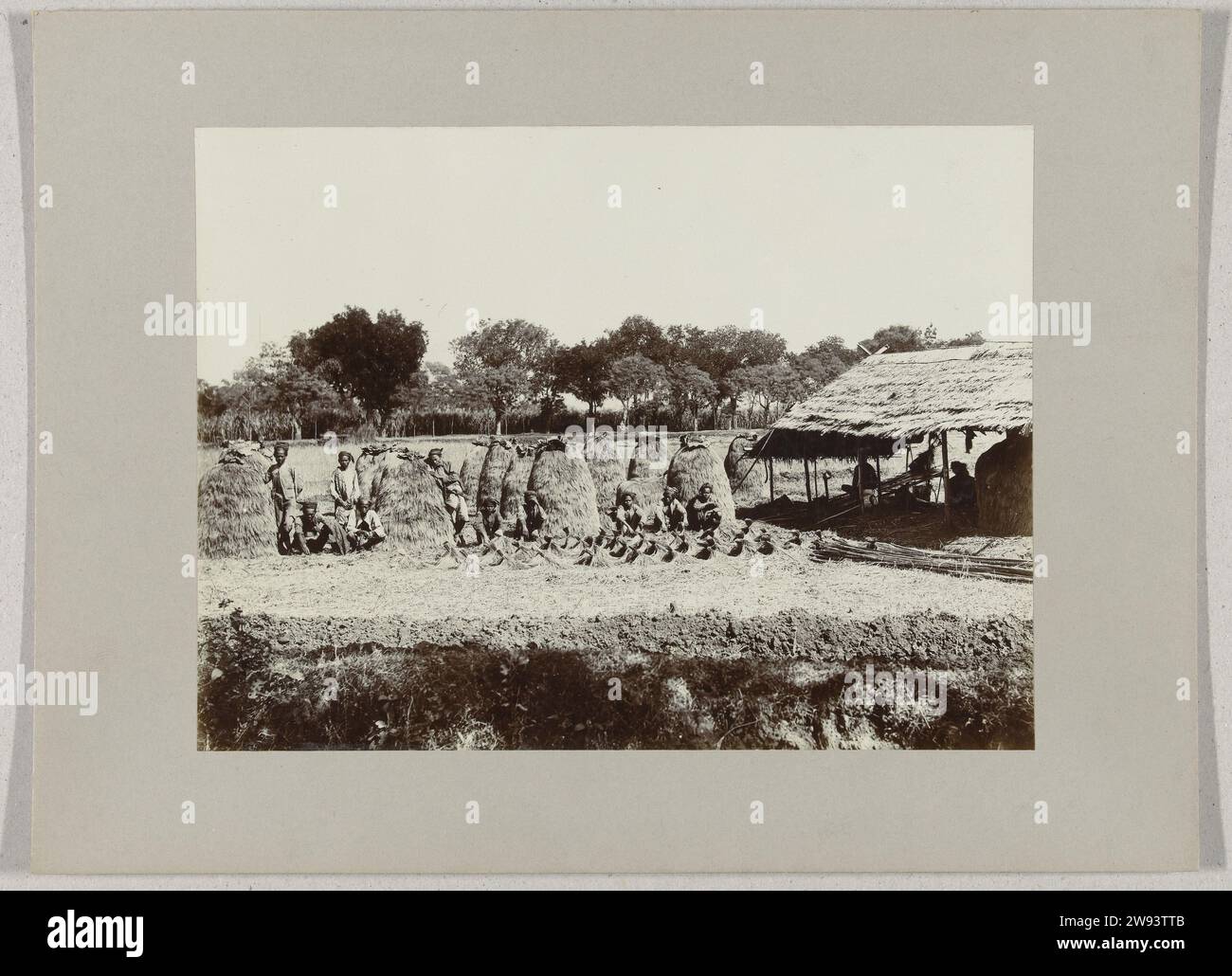 Drying of rice plants in the Dutch East Indies, c. 1895 - c. 1915 ...