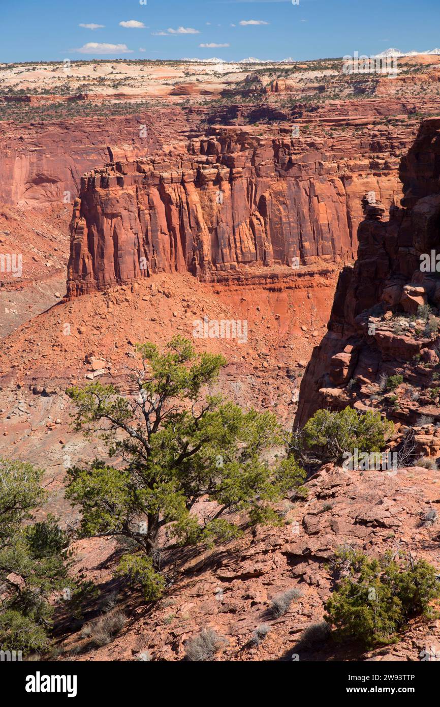 View with pinyon pine along Alcove Spring Trail, Canyonlands National ...