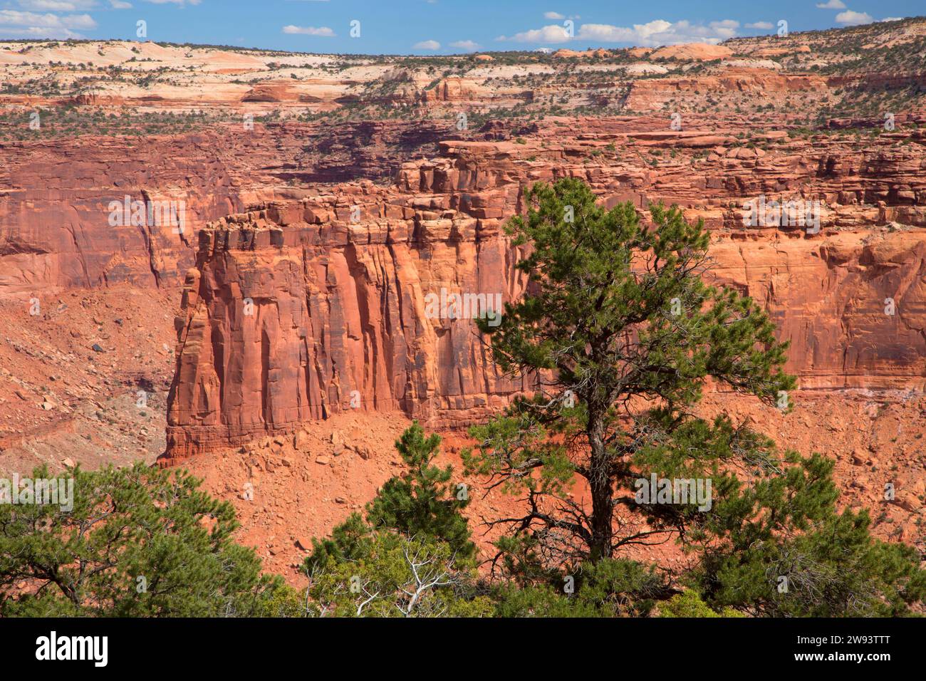 View with pinyon pine along Alcove Spring Trail, Canyonlands National ...