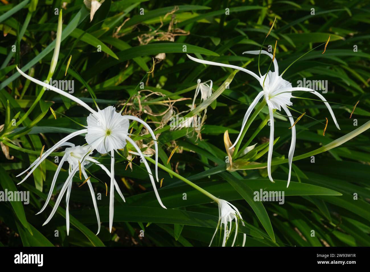 Hymenocallis littoralis known as the beach spider lily Stock Photo - Alamy