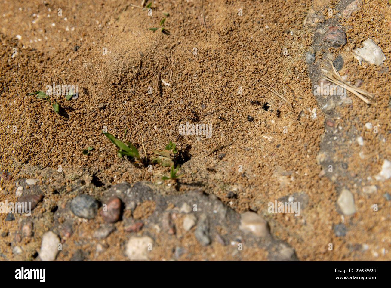 little black ants running at the entrance to the anthill, ants running ...