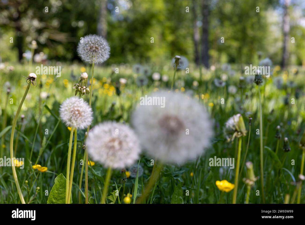 white dandelions in the park in spring, a beautiful clearing with lots ...