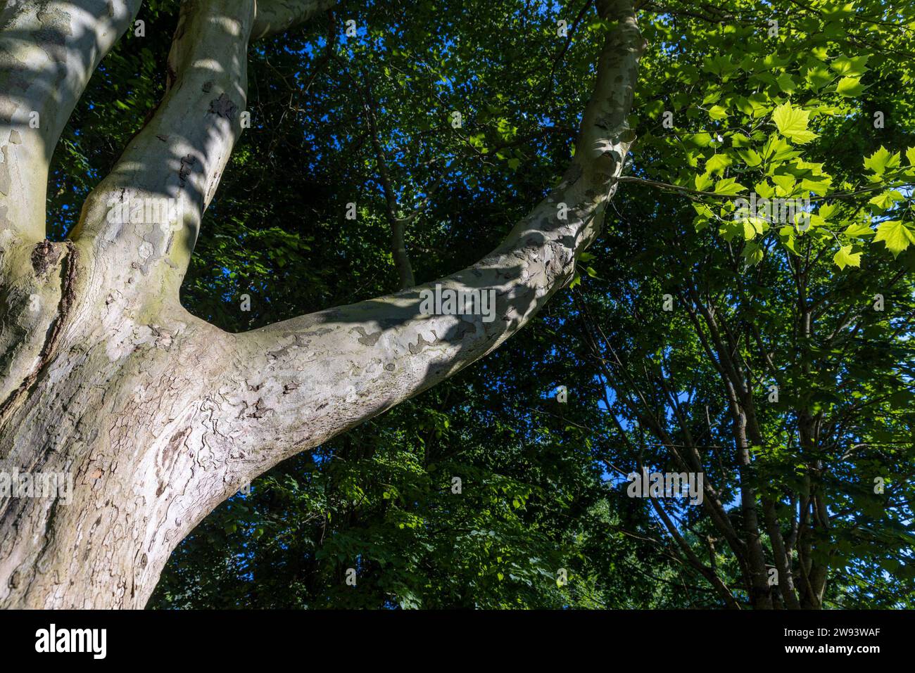beautiful foliage of the sycamore tree with green foliage, beautiful ...