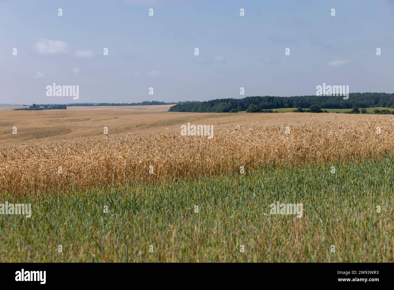 rye field with grain harvest on hot summer days, dry sunny weather ...