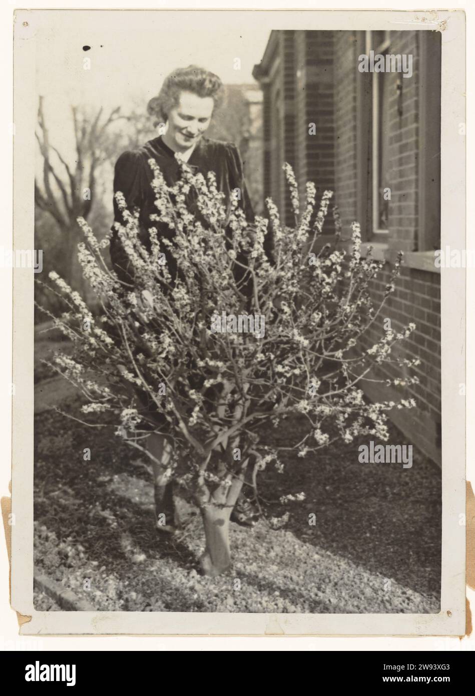Spring, 1943 photograph In Zwaag there is a pepper tree in bloom, March ...