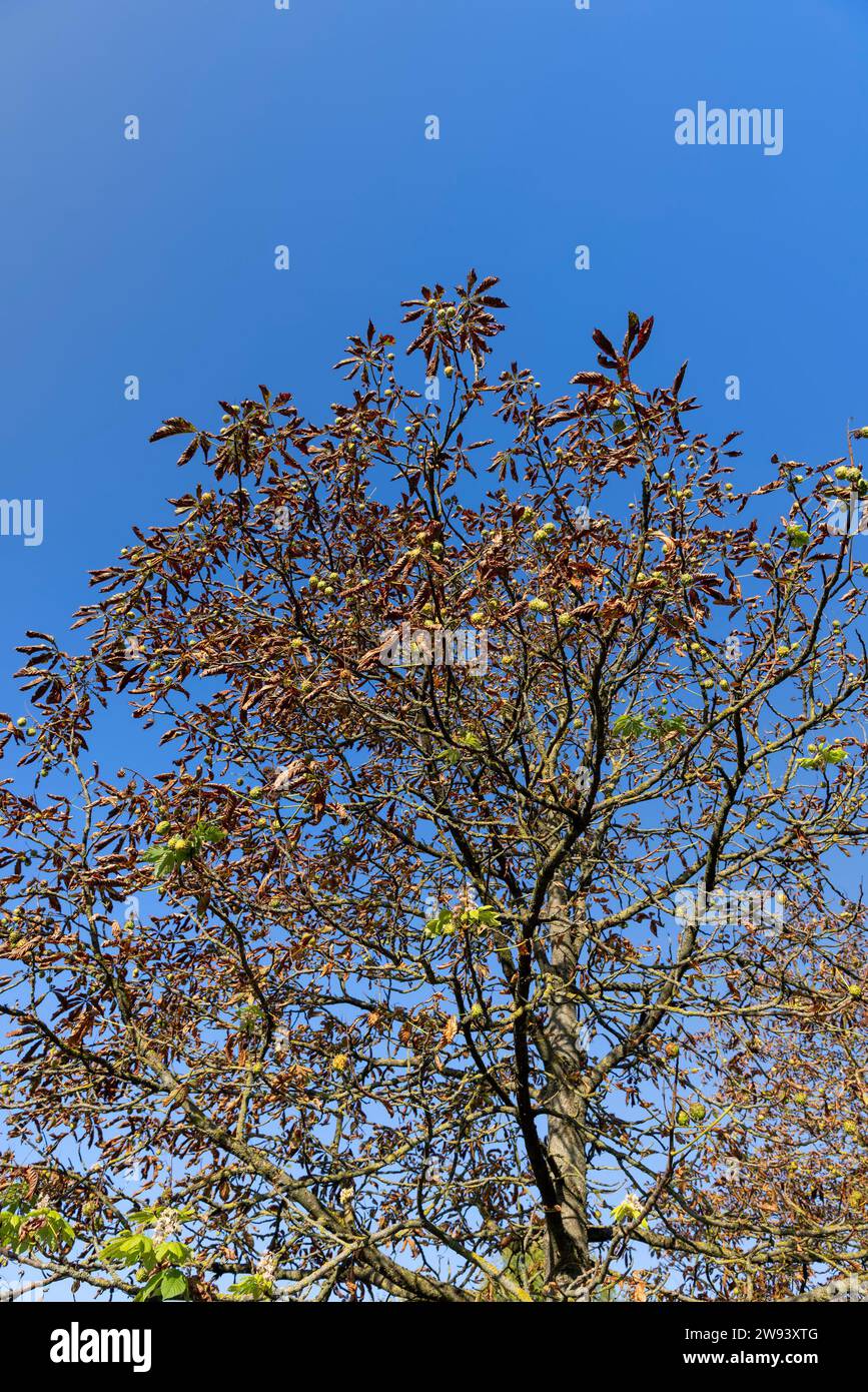 changing the color of chestnut foliage in the autumn season, beautiful ...