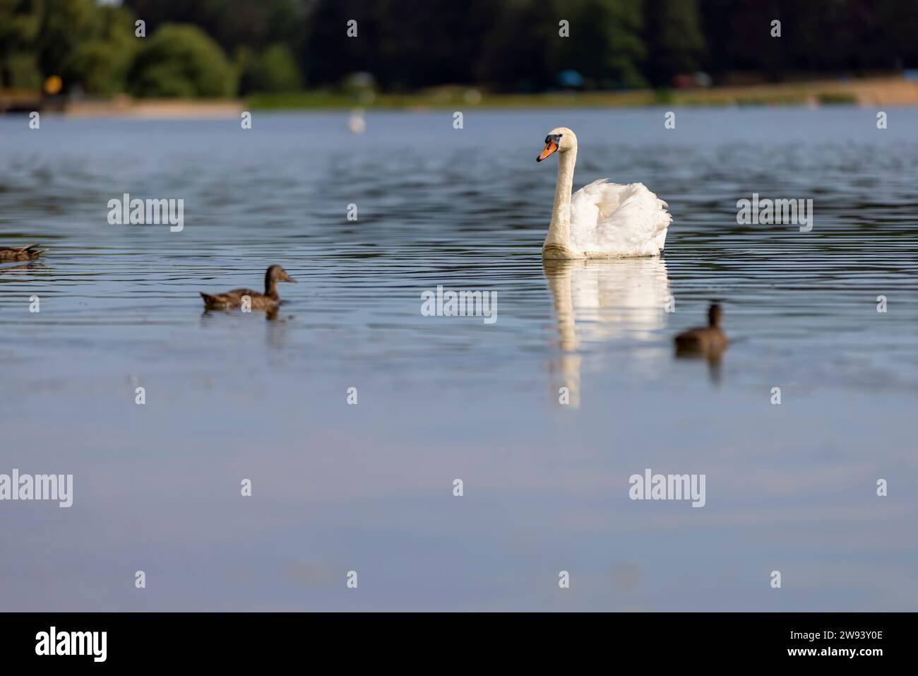 a white swan with feathers living on the lake in the summer, a swan ...