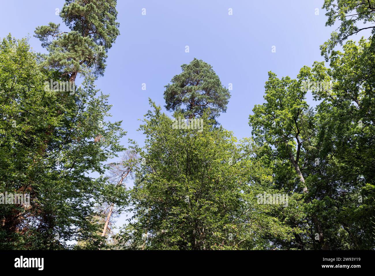 Trees in a mixed forest in summer, tall trees in sunny weather with ...