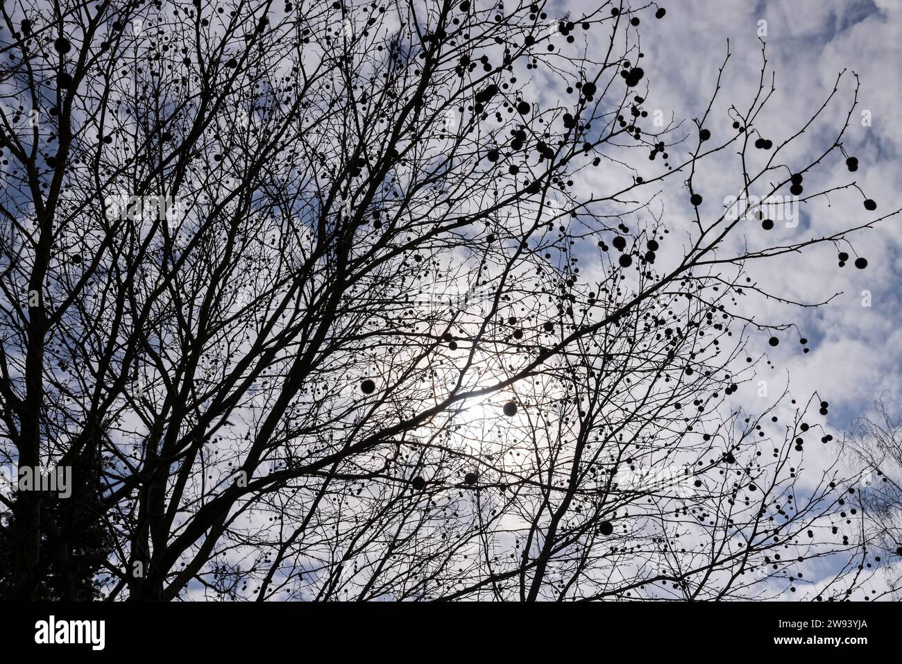 a tall sycamore tree with branches without foliage, a sycamore tree ...