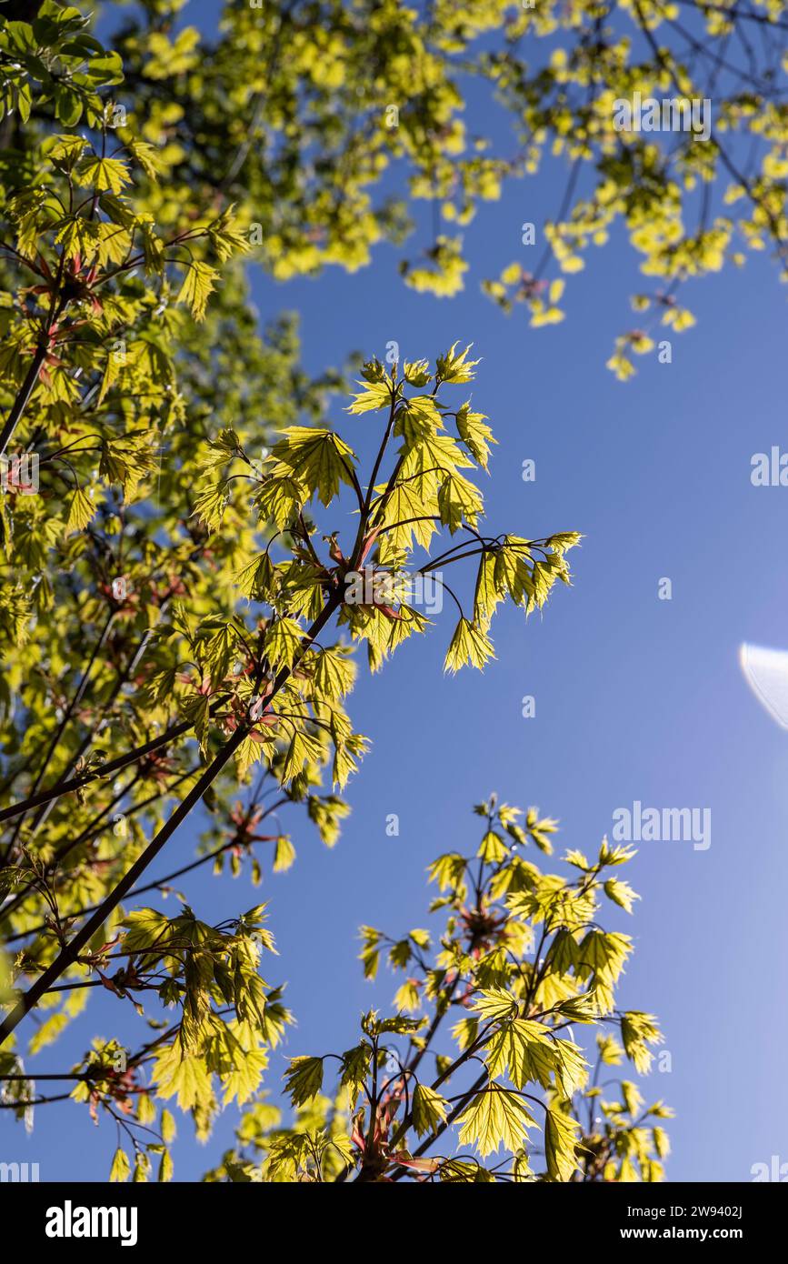 maple trees blooming in spring , the first beautiful and bright foliage ...
