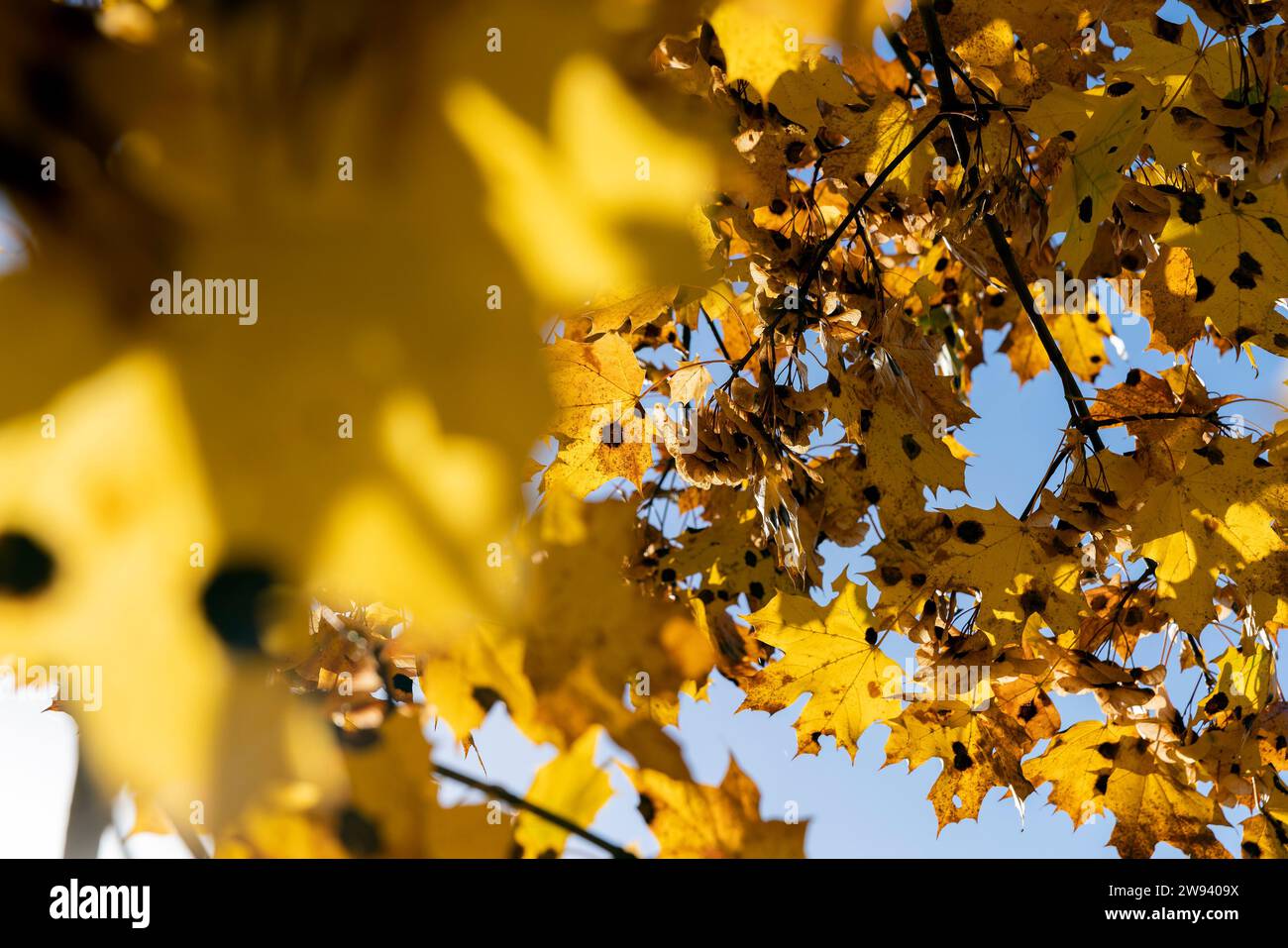 Maple foliage that has changed color in autumn, drying maple foliage in ...