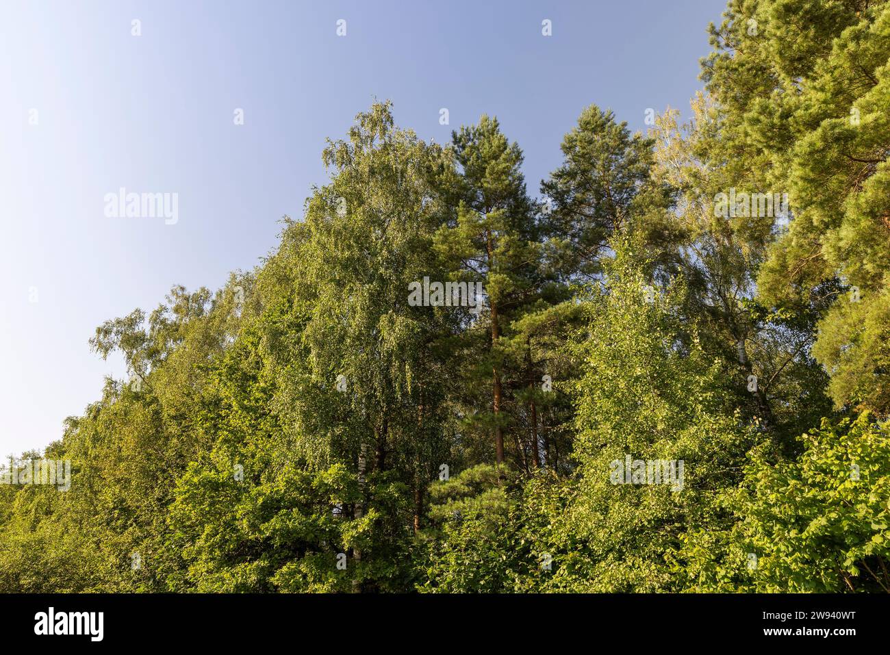 Deciduous trees with green foliage in summer, old trees with foliage in ...