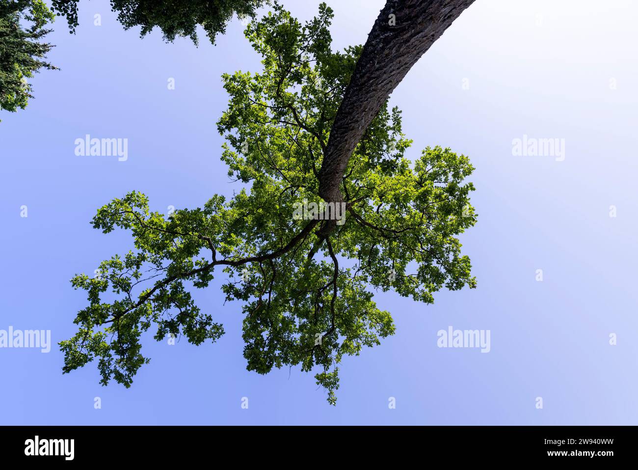 Trees in a mixed forest in summer, tall trees in sunny weather with ...