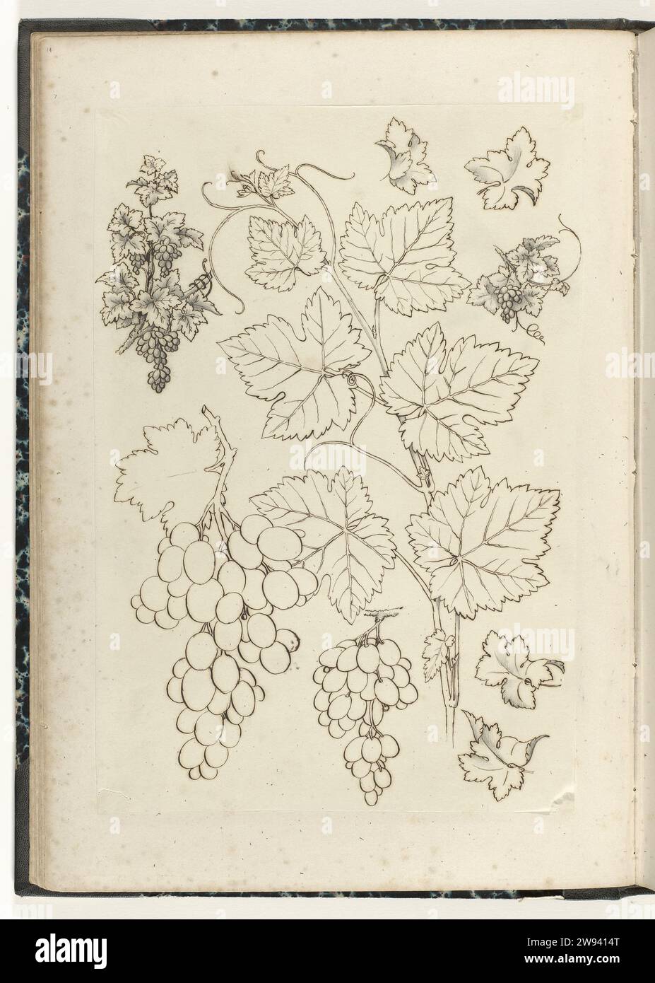 Three vines, two grape bunches and four leaves, c. 1866 - c. 1900 ...