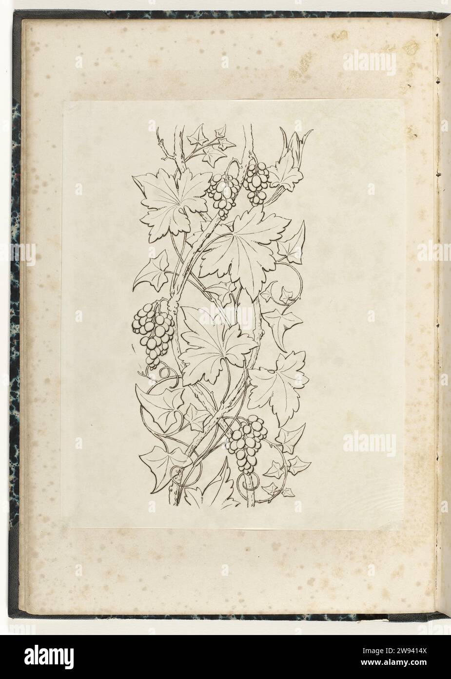 Vines, c. 1866 - c. 1900 drawing tracing paper. ink drawing Stock Photo ...