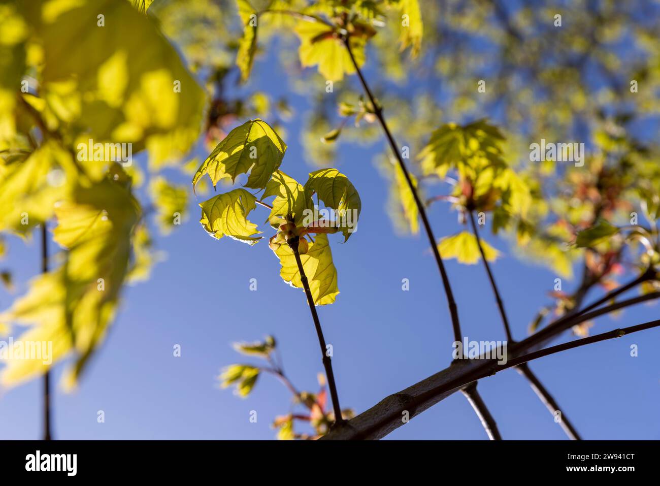green foliage on a maple tree in spring bloom, beautiful green-tinged ...