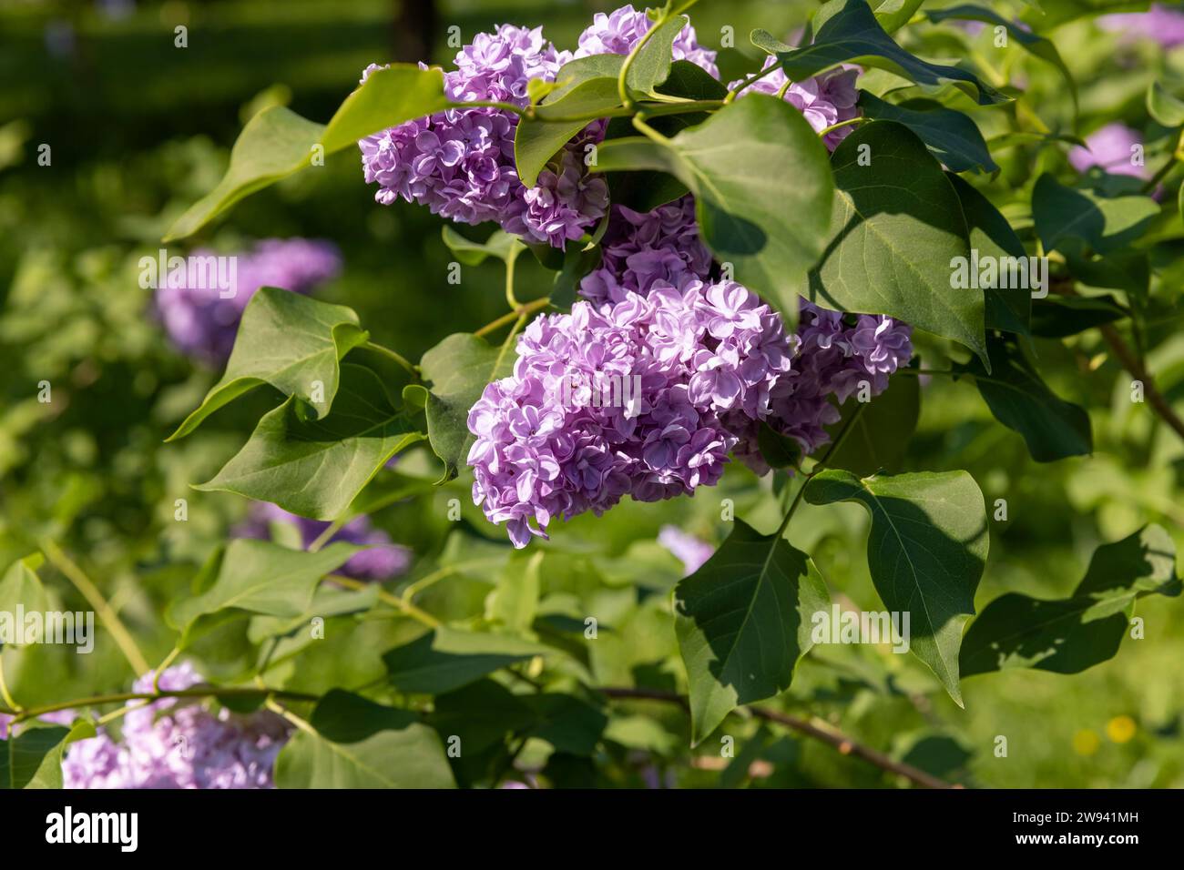 lilac trees during spring flowering , lilac flowers during flowering in ...