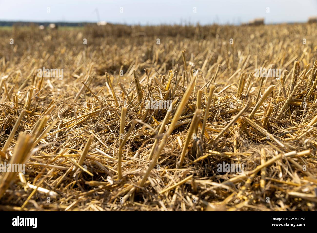stubble that remains after the harvest of cereals, wheat golden and ...