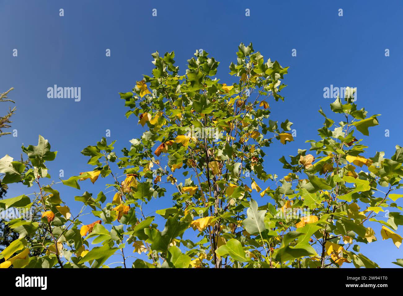 tulip tree in the autumn season with foliage changing color, changing ...