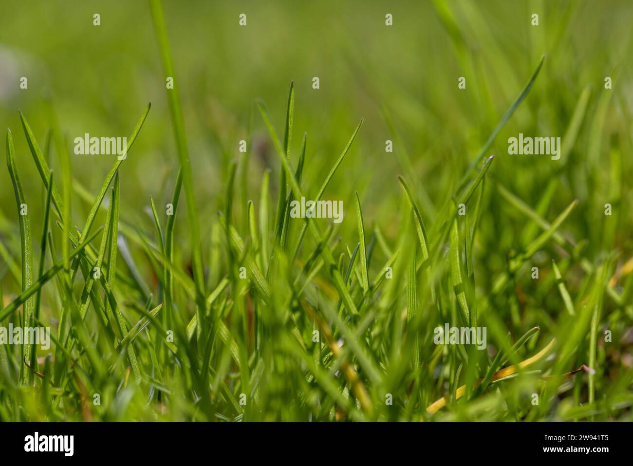 green grass in the spring season in the park, weeds green grass in ...