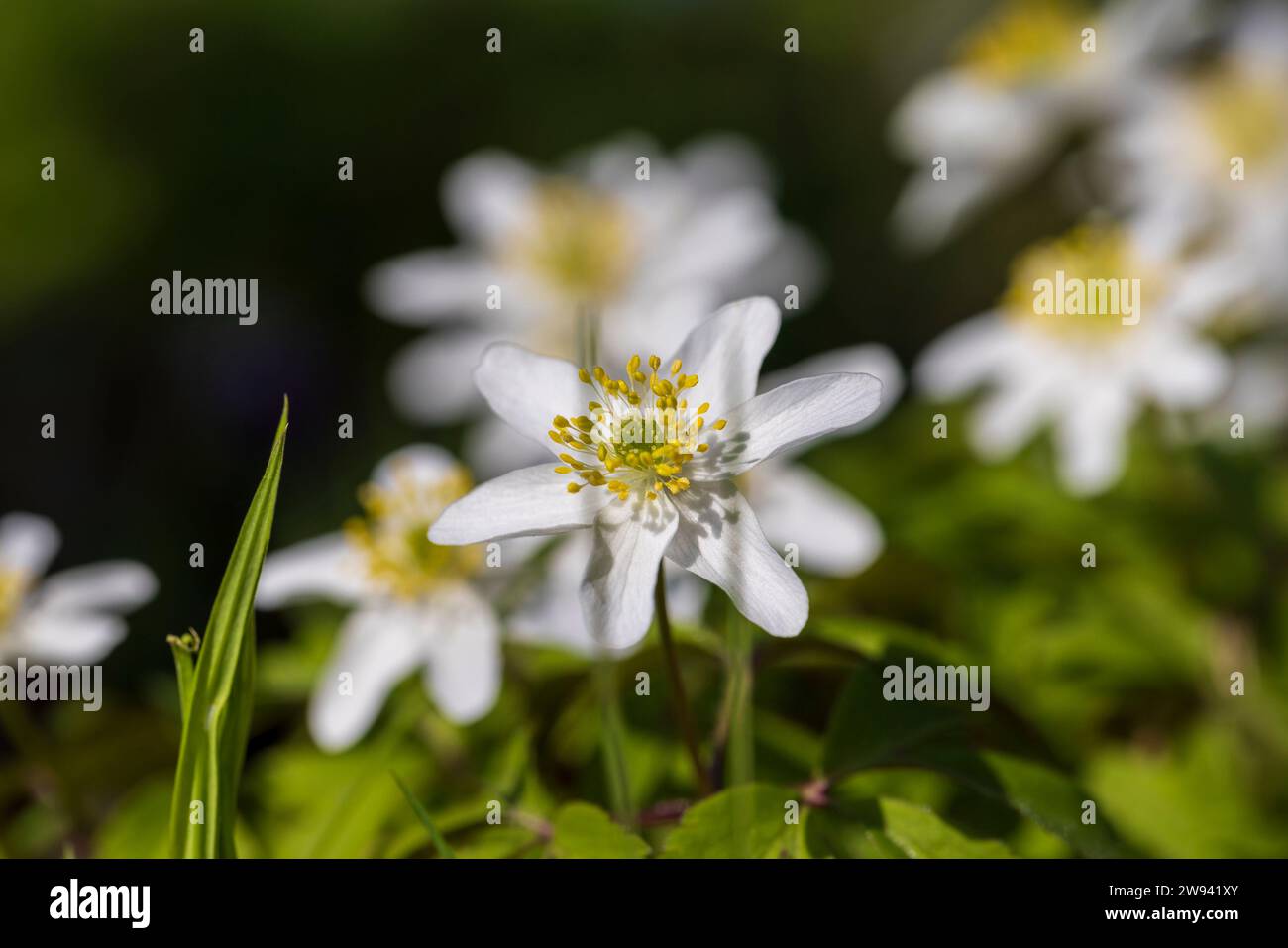 the first spring flowers of anemone are white in a mixed forest, the ...