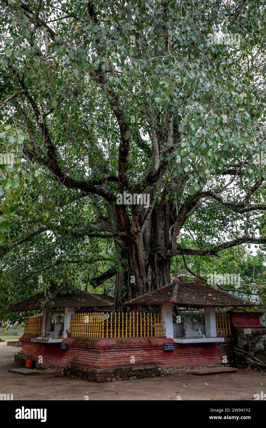 The sacred bodhi tree at Embekke Devalaya in Sri Lanka. The temple is ...