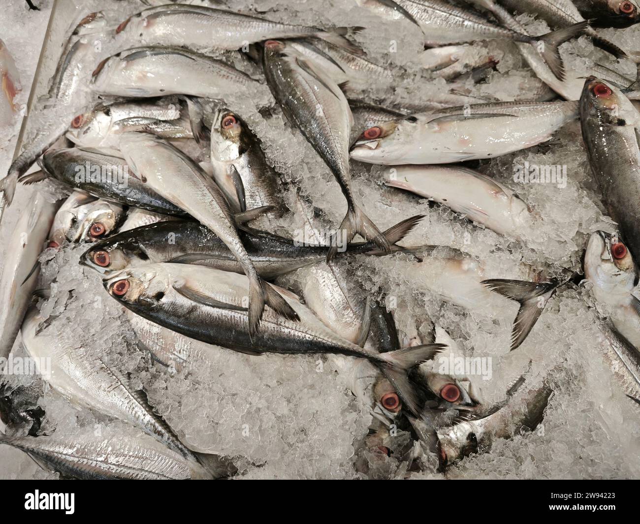 Hardtail fish hi-res stock photography and images - Alamy