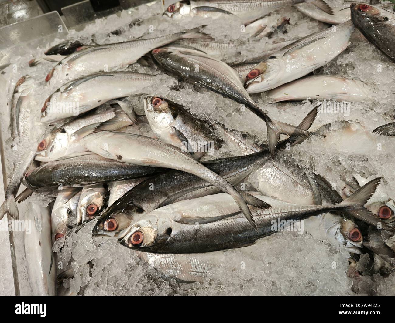 Hardtail fish hi-res stock photography and images - Alamy