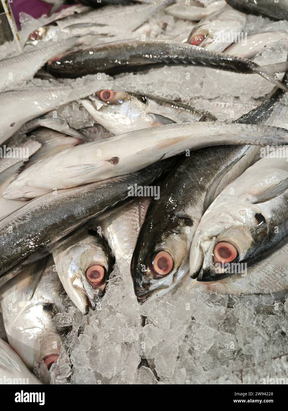 Hardtail fish hi-res stock photography and images - Alamy