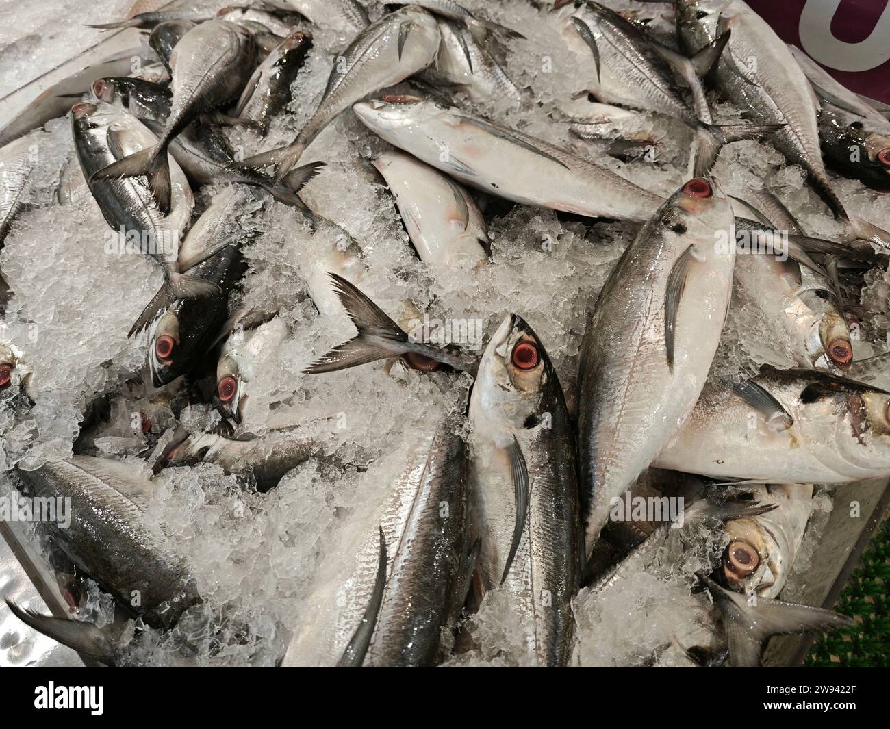 Torpedo Scad fishes on frozen ice cube Stock Photo - Alamy