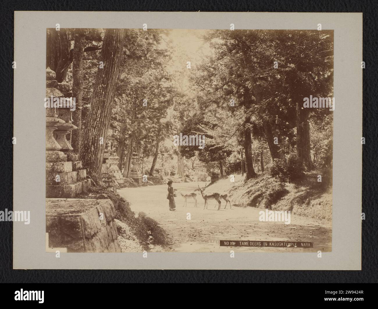 Three tame deer next to the Kasuga Temple, Nara, c. 1895 - c. 1915 ...