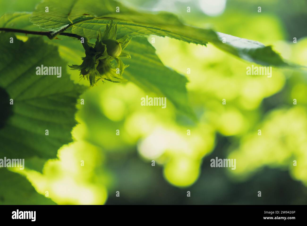 Large hazelnuts grow in the forest on green bush. Nuts Food for brain ...