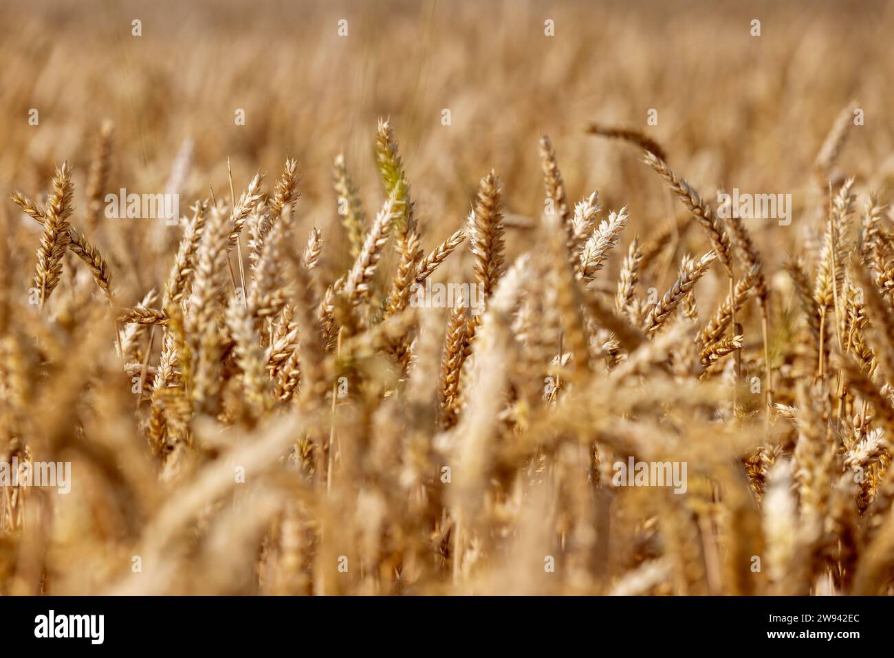 rye field with grain harvest on hot summer days, dry sunny weather ...