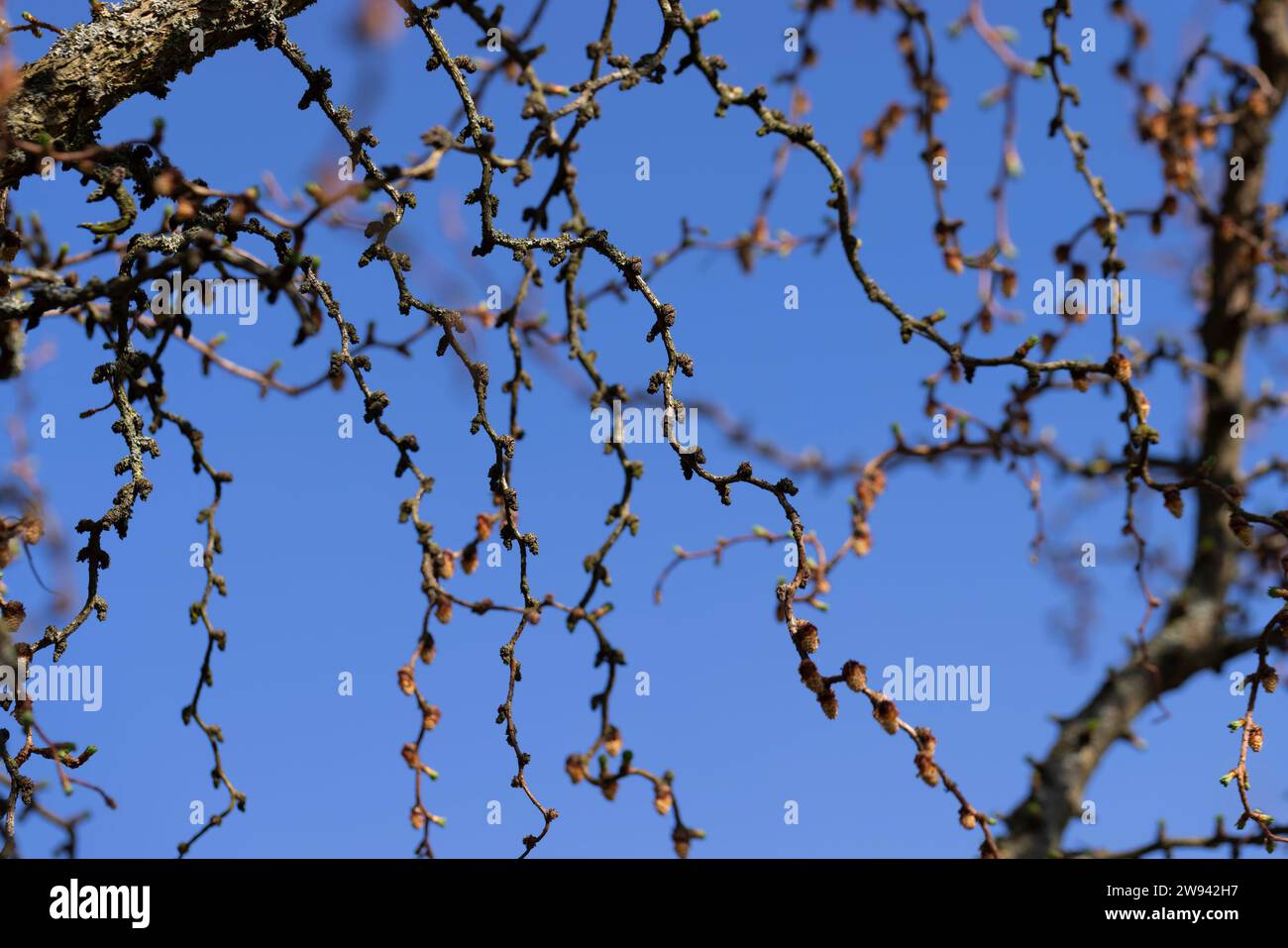 European larch during the appearance of the first needles in spring ...