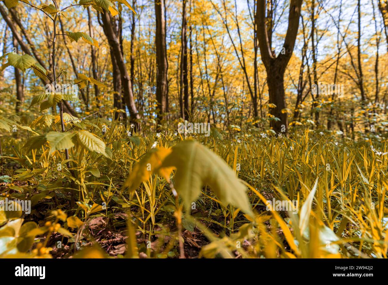 orange foliage on deciduous trees in the forest, different trees in the ...