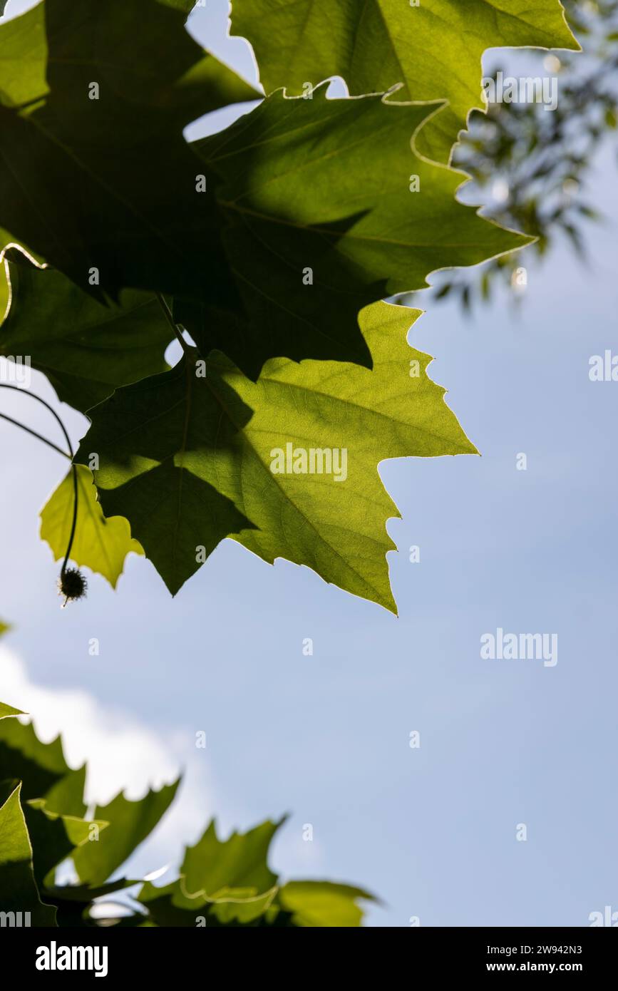 beautiful foliage of the sycamore tree with green foliage, beautiful ...