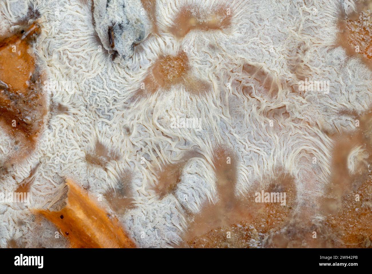 food products completely covered with mold, spoiled food products on ...