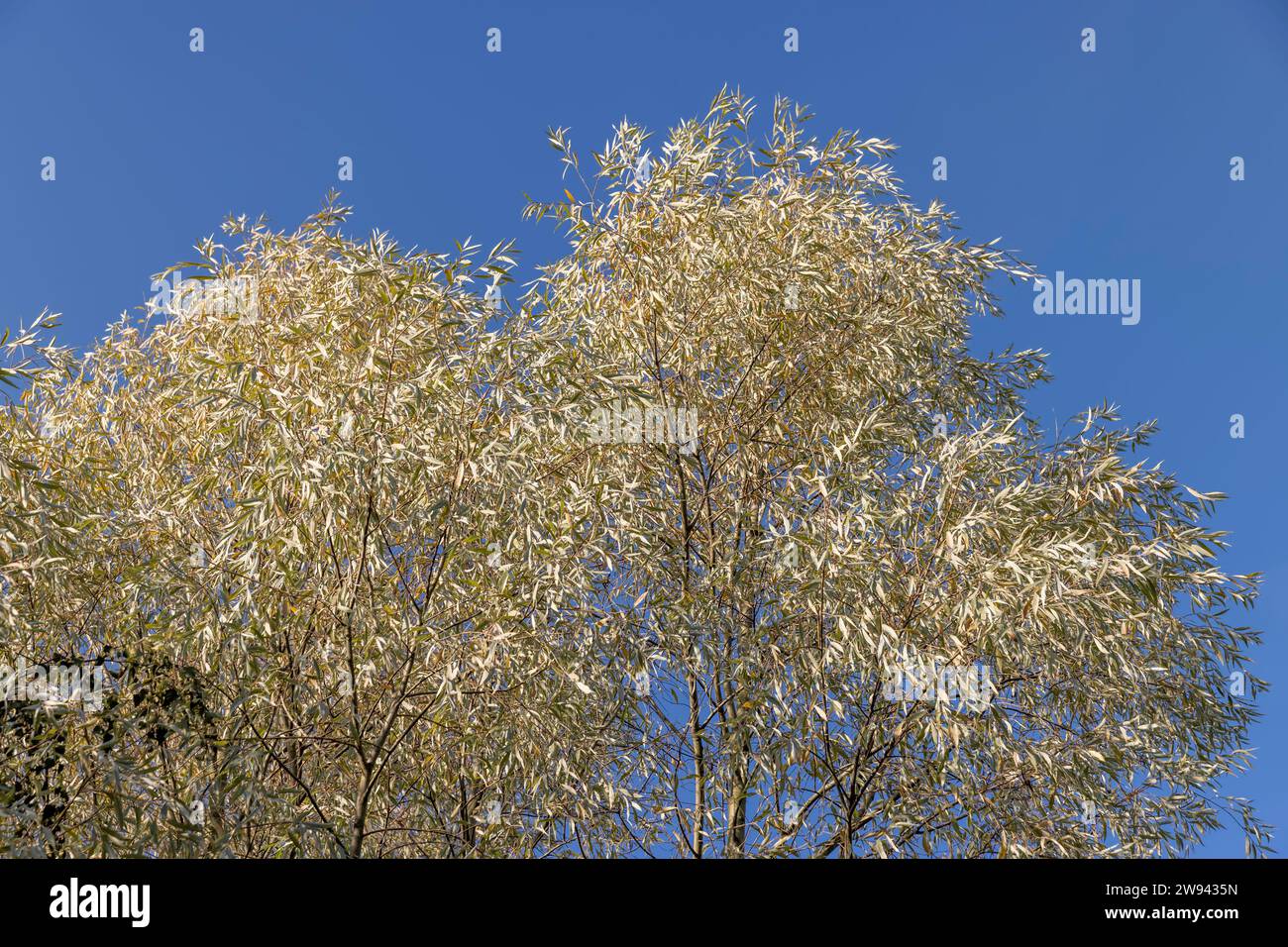 willow tree in the autumn season with foliage changing color, changing ...