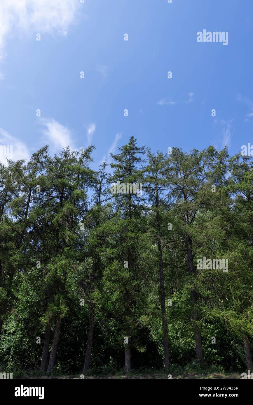 tall old fir trees with green needles, landscape with green fir trees ...