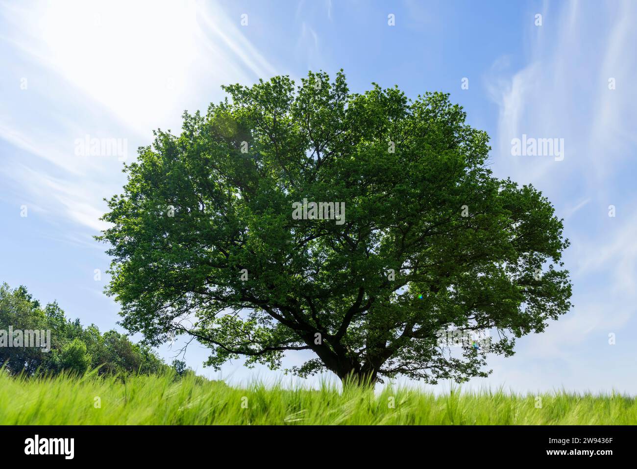 a lonely oak with green foliage in the summer, a beautiful oak tree in ...