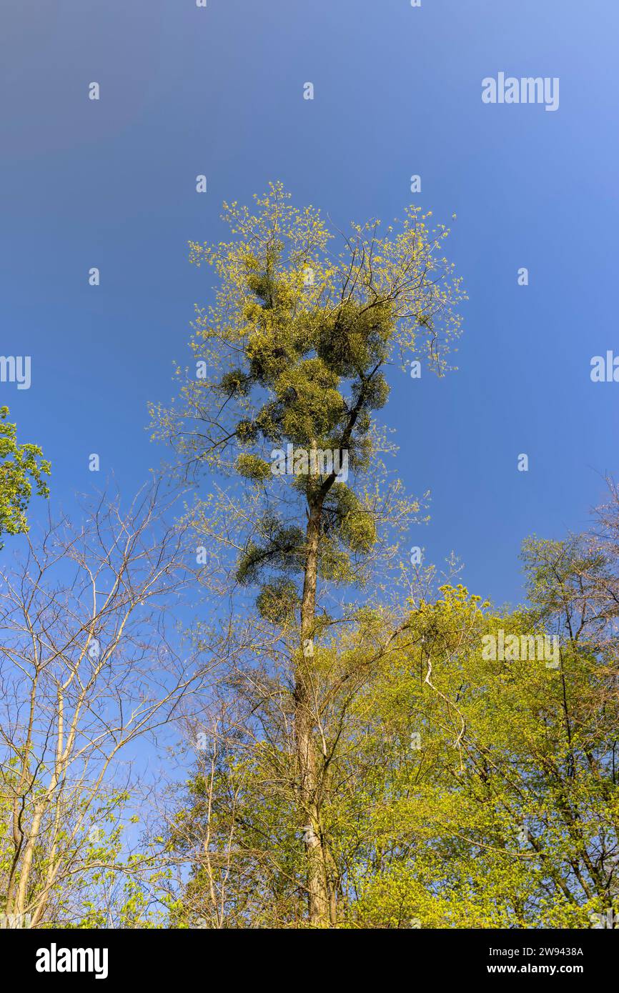 green foliage on a maple tree in spring bloom, beautiful green-tinged ...