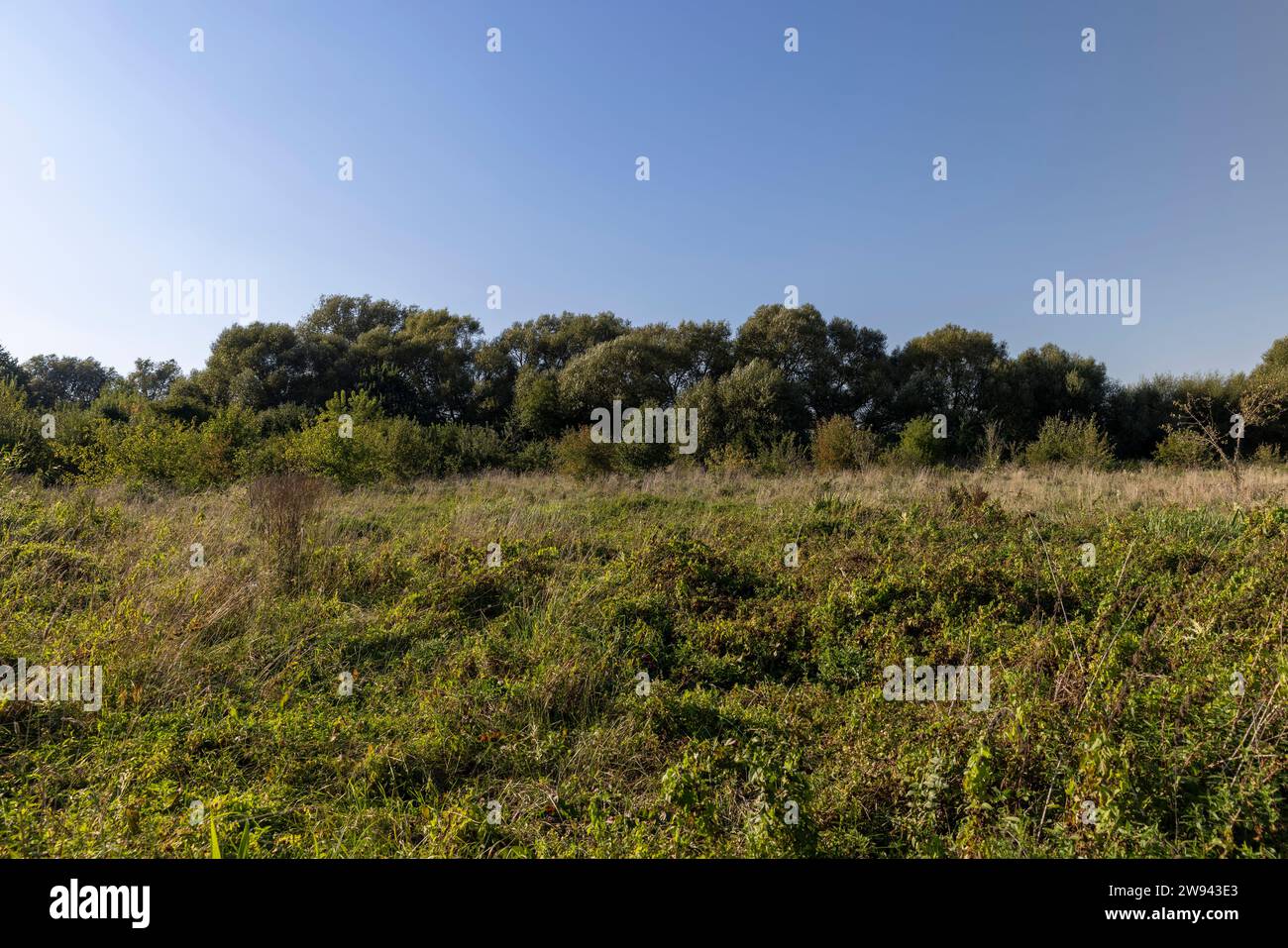 changing the color of the foliage of plants in the autumn season ...
