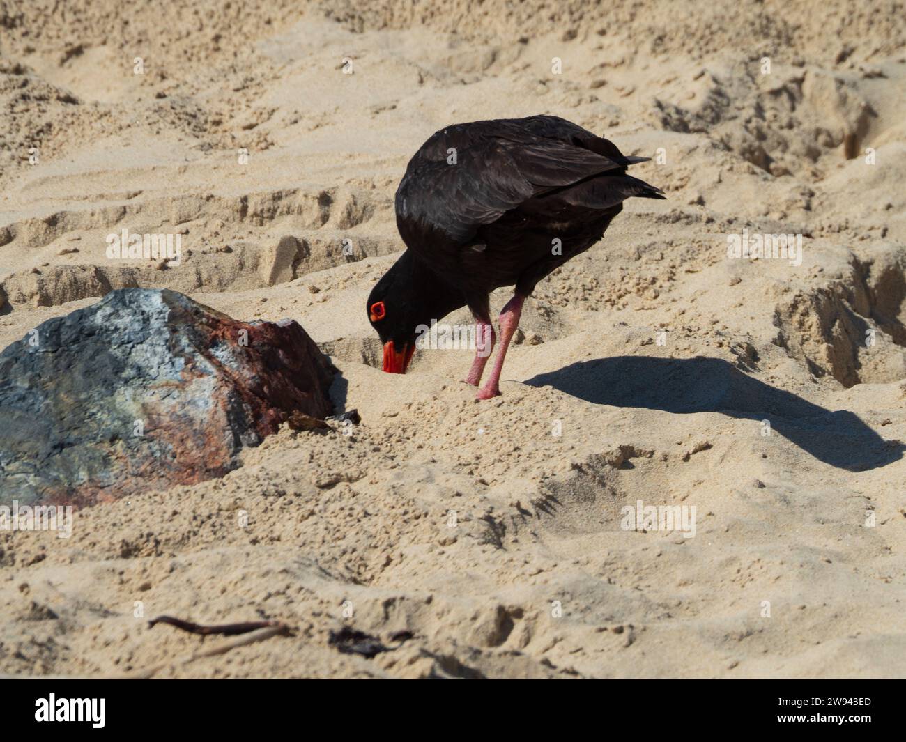 Sooty Oystercatcher bird on the beach fosicking for food Stock Photo ...