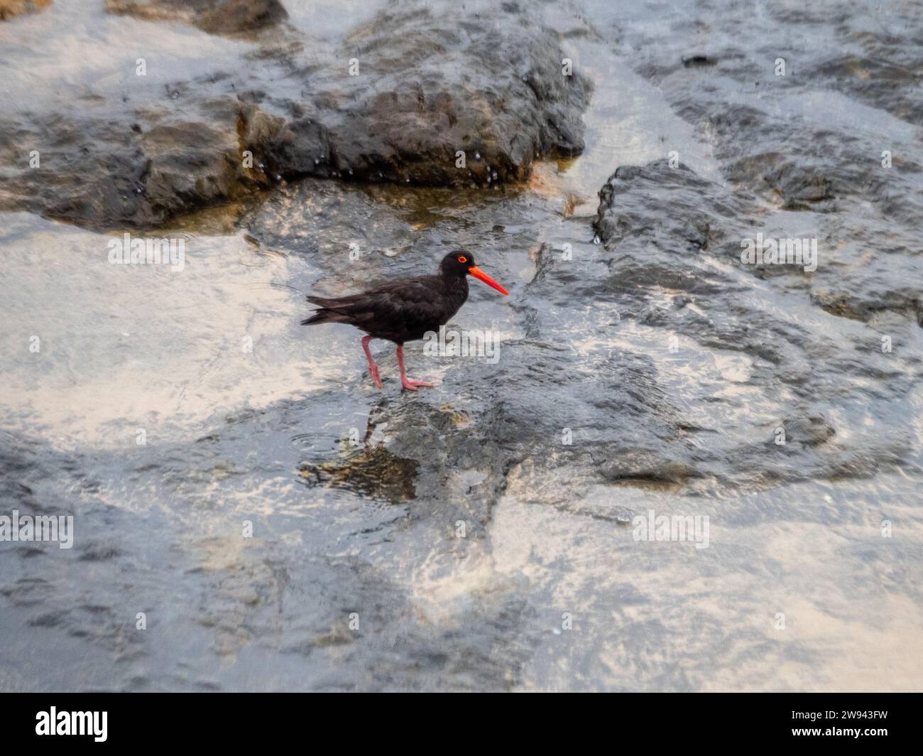 Sooty Oystercatcher bird wading around the rock pools on the sandy ...