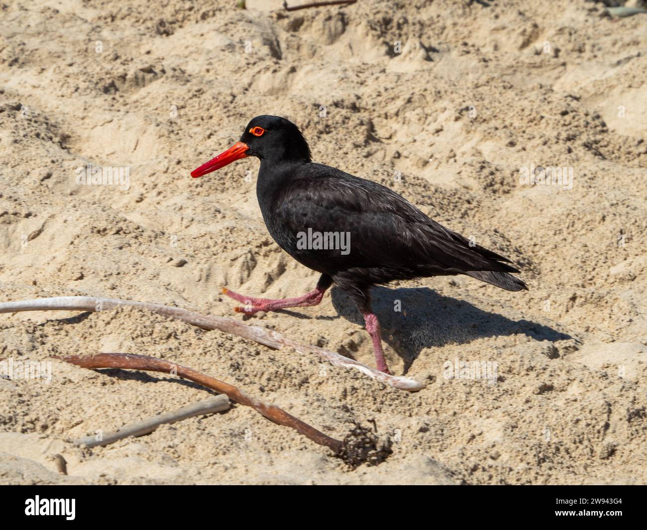Sooty Oystercatcher bird walking on the sandy beach Stock Photo - Alamy