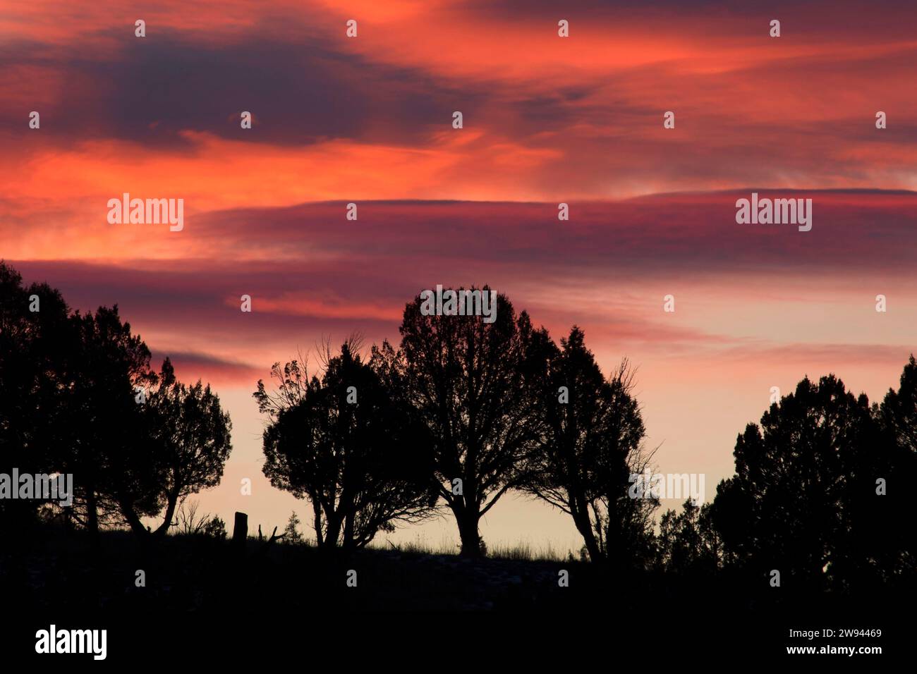 Sheep Canyon juniper sunrise, Uinta National Forest, Utah Stock Photo ...