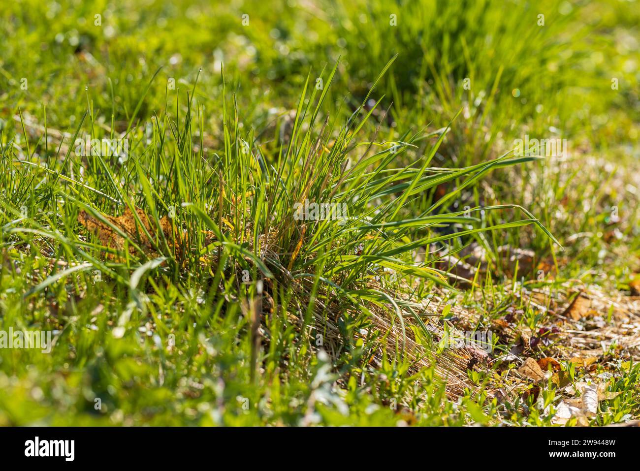 green grass in the spring season in the park, weeds green grass in ...