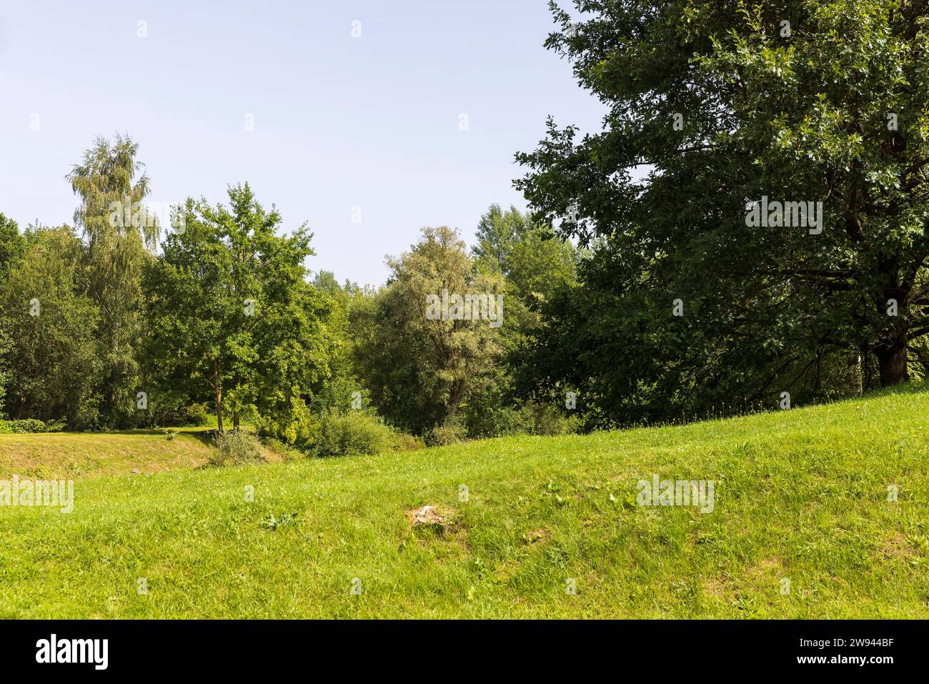 Different trees growing together in the forest, sunny summer weather in ...