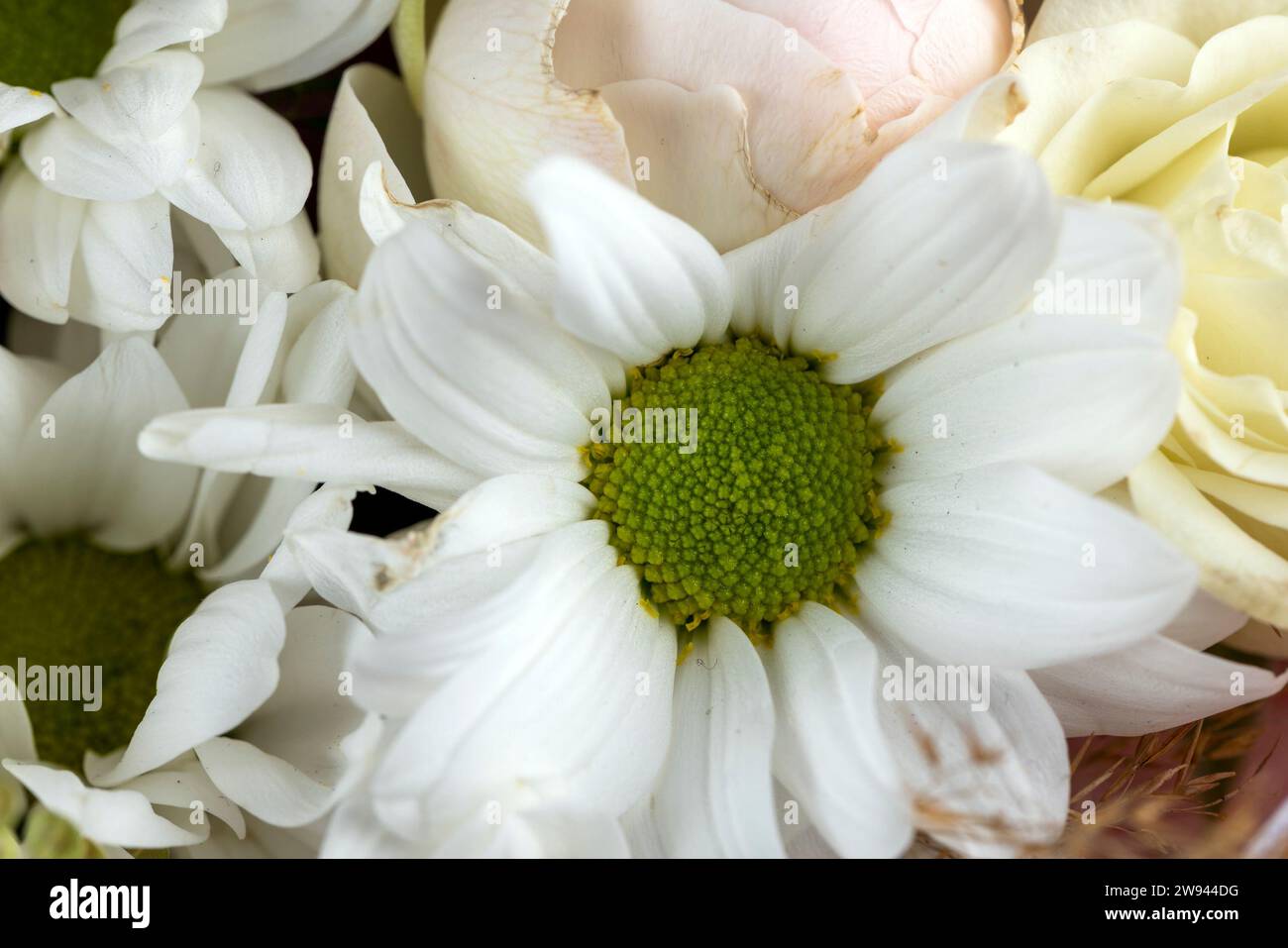 used to create a bouquet of old flowers with defects, a large number of ...
