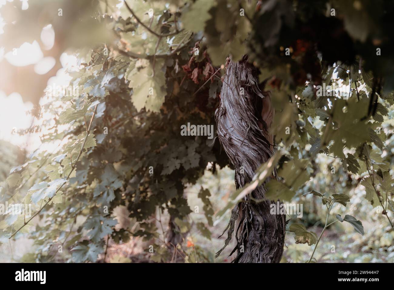Clusters of ripe sweet grapes among the green leaves of grape bushes ...